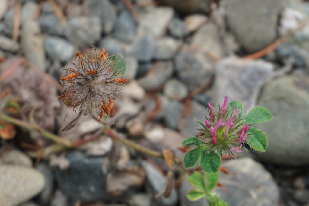 Rose Clover from Sonoma County, CA, USA on 16 August, 2020 at 09:35 AM ...