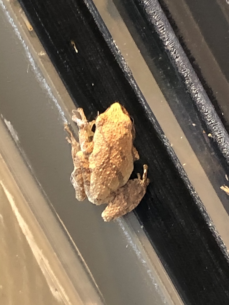 Spring Peeper from McLain State Park, Calumet, MI, US on August 20 ...