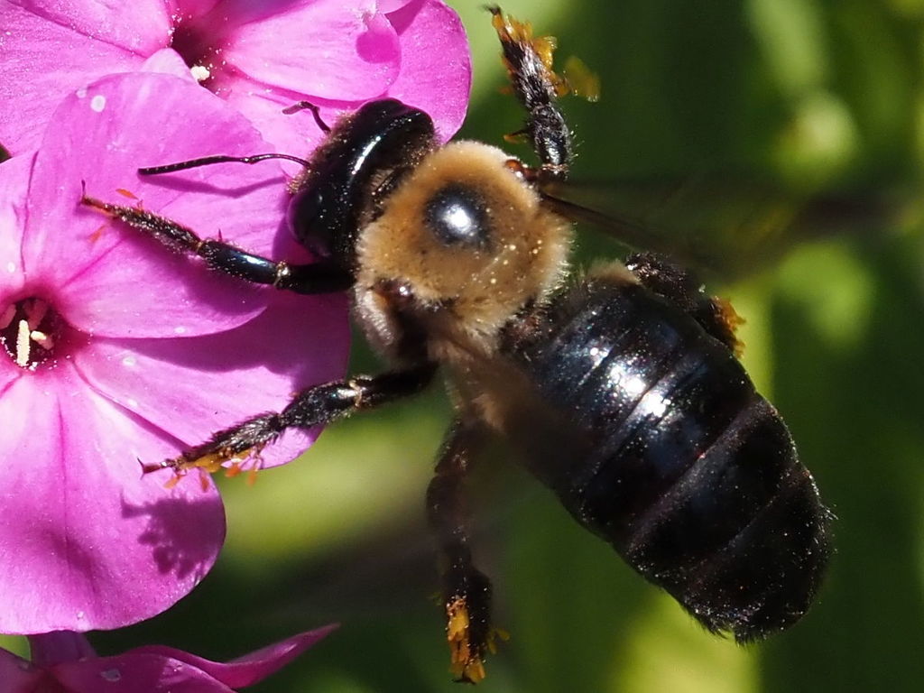 Eastern Carpenter Bee from Morton Arboretum, Dupage County, IL, USA on ...