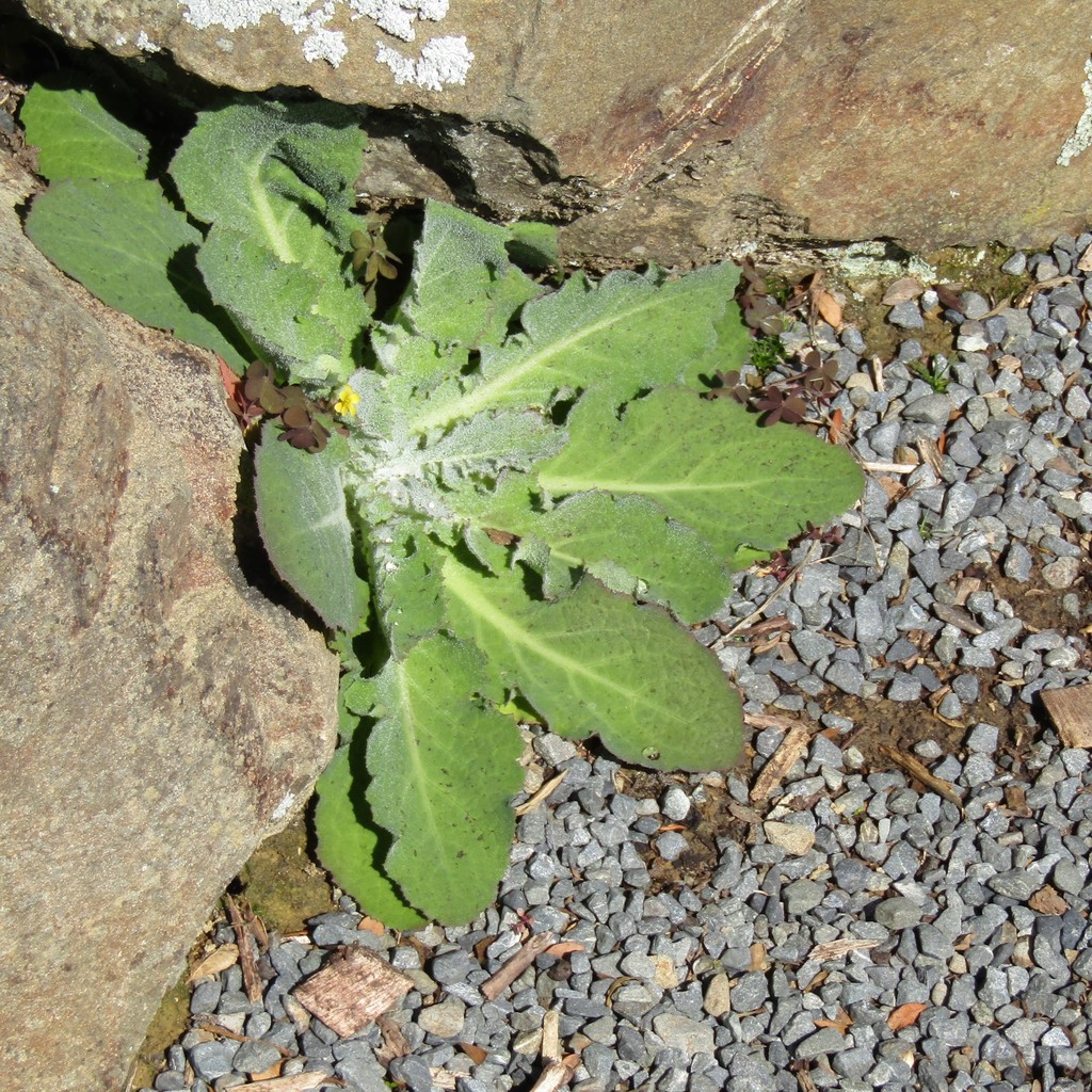 New Zealand sow thistle in August 2020 by wild_wind. Growing at the ...