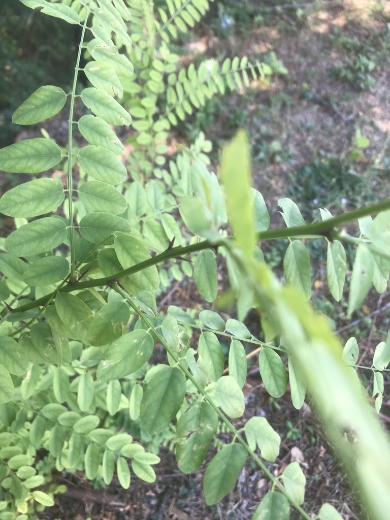 black locust from W Cityline Dr, Richardson, TX, US on August 21, 2020 ...