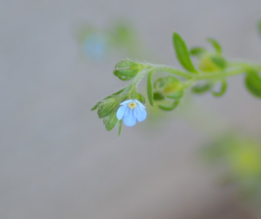 Northern Stickseed from Cook County, MN, USA on July 16, 2020 at 06:19 ...