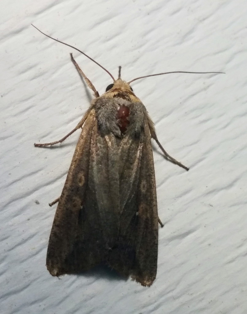 White-speck Moth from Indianapolis, IN 46220, USA on August 21, 2020 at ...