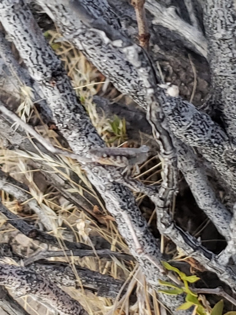Desert Clicker Grasshopper from Las Vegas, NV on July 6, 2020 at 08:15 ...