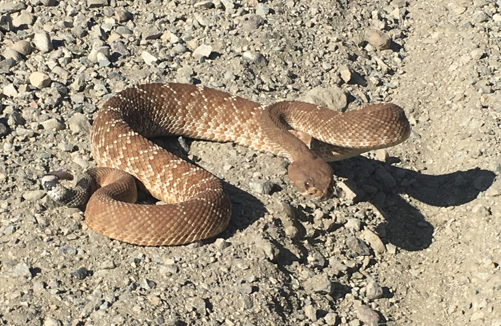Red Diamond Rattlesnake from near Tecate, San Diego County, CA, USA on ...