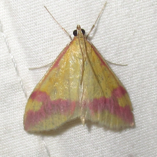 5065 (Pyrausta scurralis)