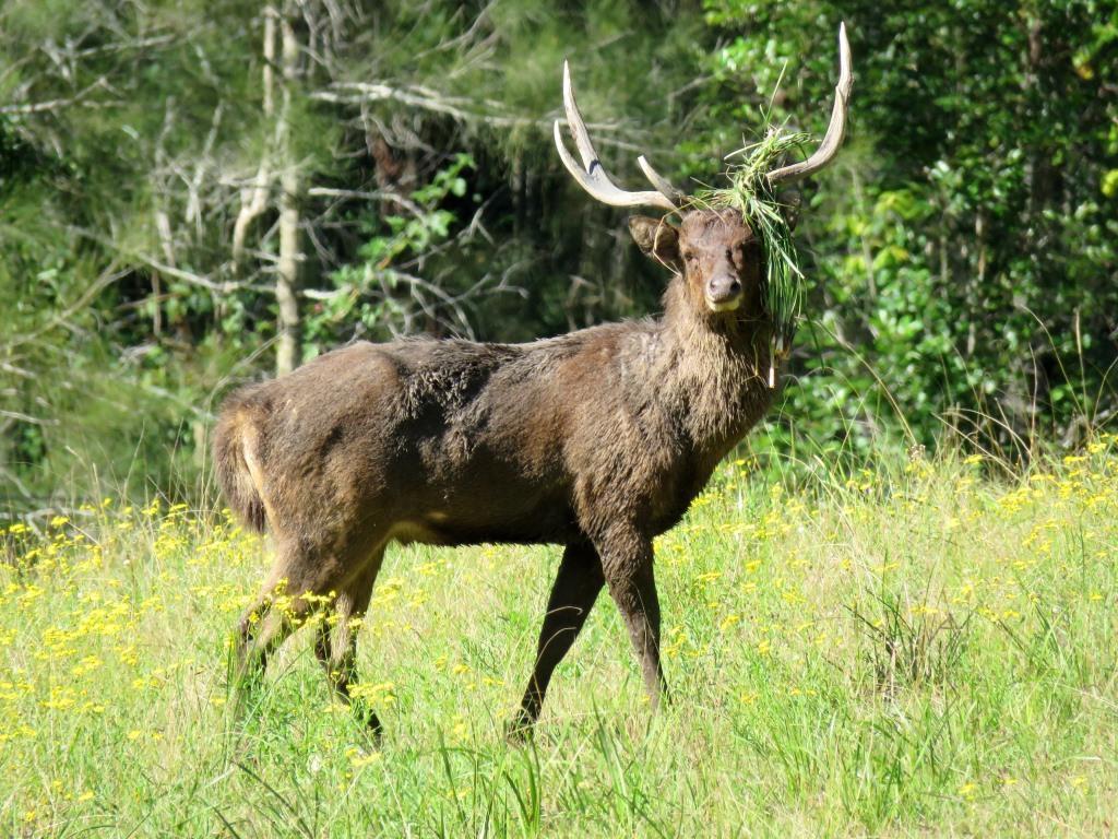 Javan Rusa from Coomba Park NSW 2428, Australia on August 21, 2020 at ...