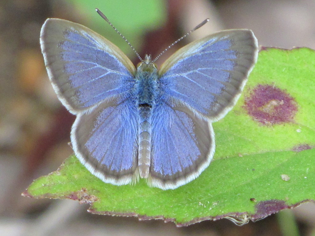 Common Grass-blue from Witta QLD 4552, Australia on March 14, 2009 at ...