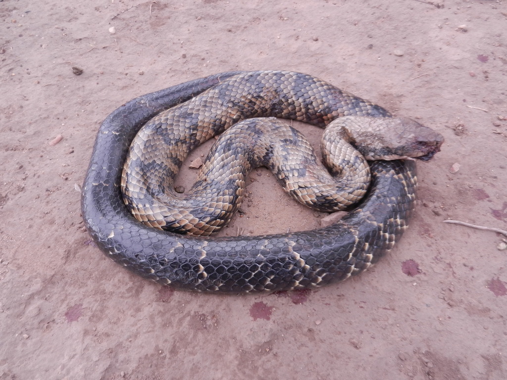 False Water Cobra from Villa El Carmen on January 26, 2014 by jose ...
