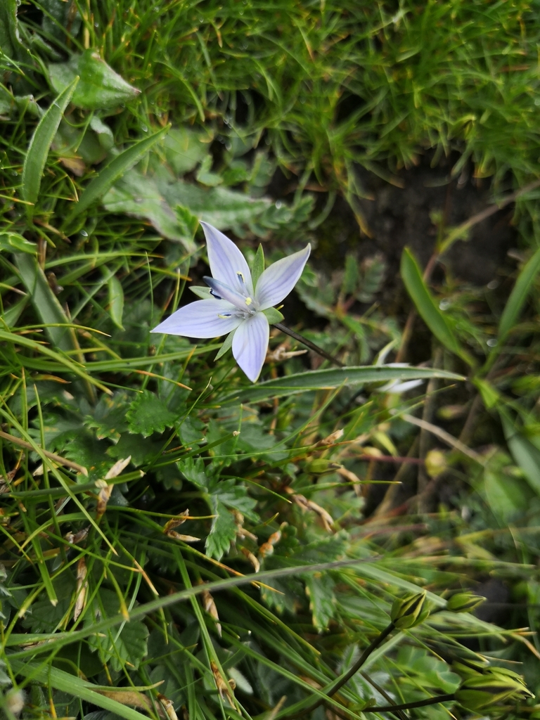 blue feltwort from Haibei Tibetan, CN-QH, CN on August 22, 2020 at 09: ...