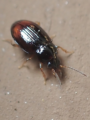 Elaphropus xanthopus · NaturaLista Colombia