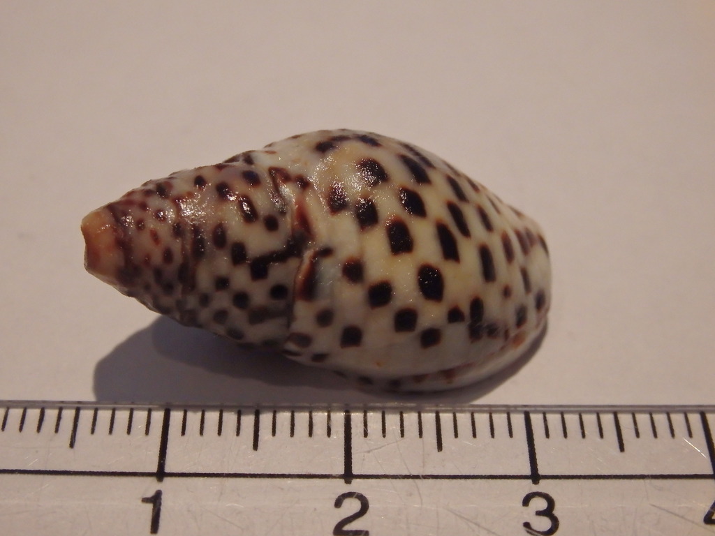 Lineated cominella from Inverloch VIC 3996, Australia on January 17 ...