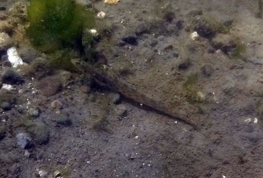 Snake Prickleback (Lumpenus sagitta) - Marine Life Identification