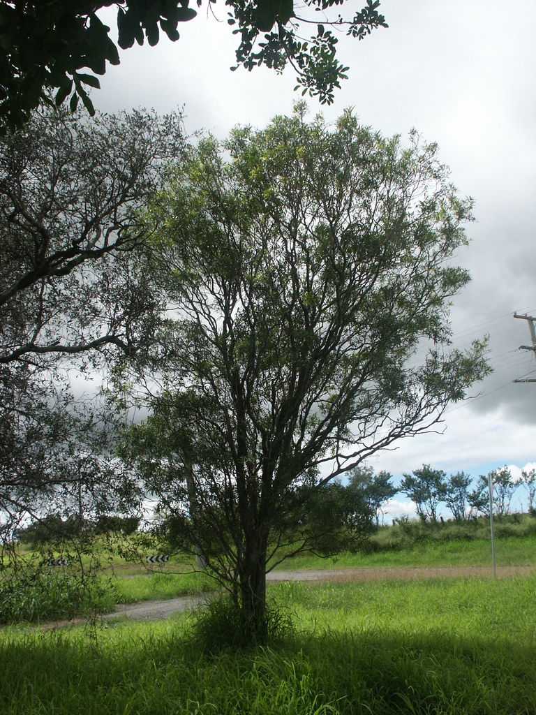 small-fruited mock olive from Tallegalla QLD 4340, Australia on January ...