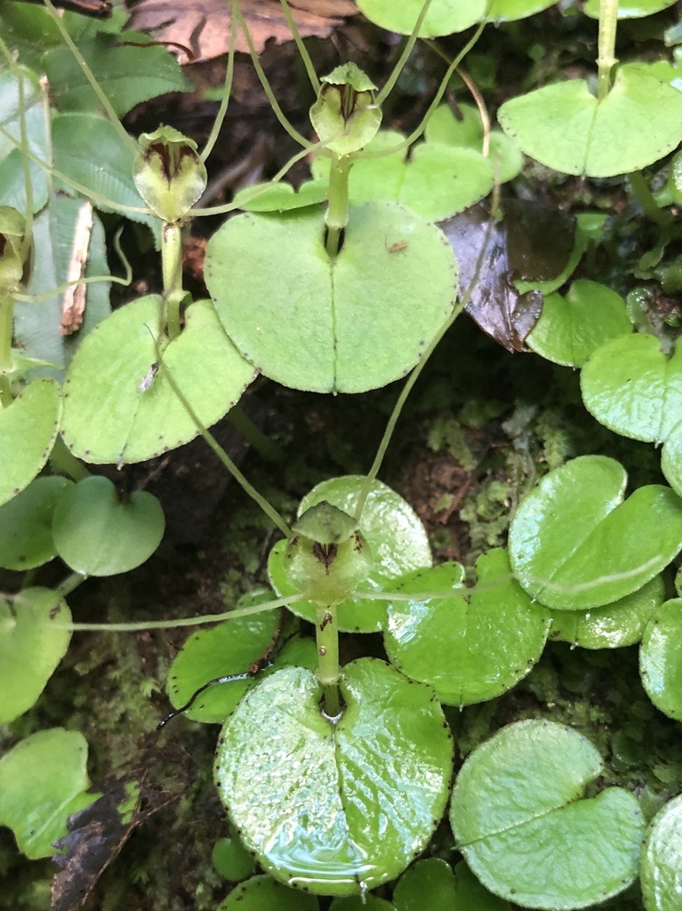 Corybas papa from Te Henui Walkway, Welbourn, Taranaki, NZ on August 22 ...