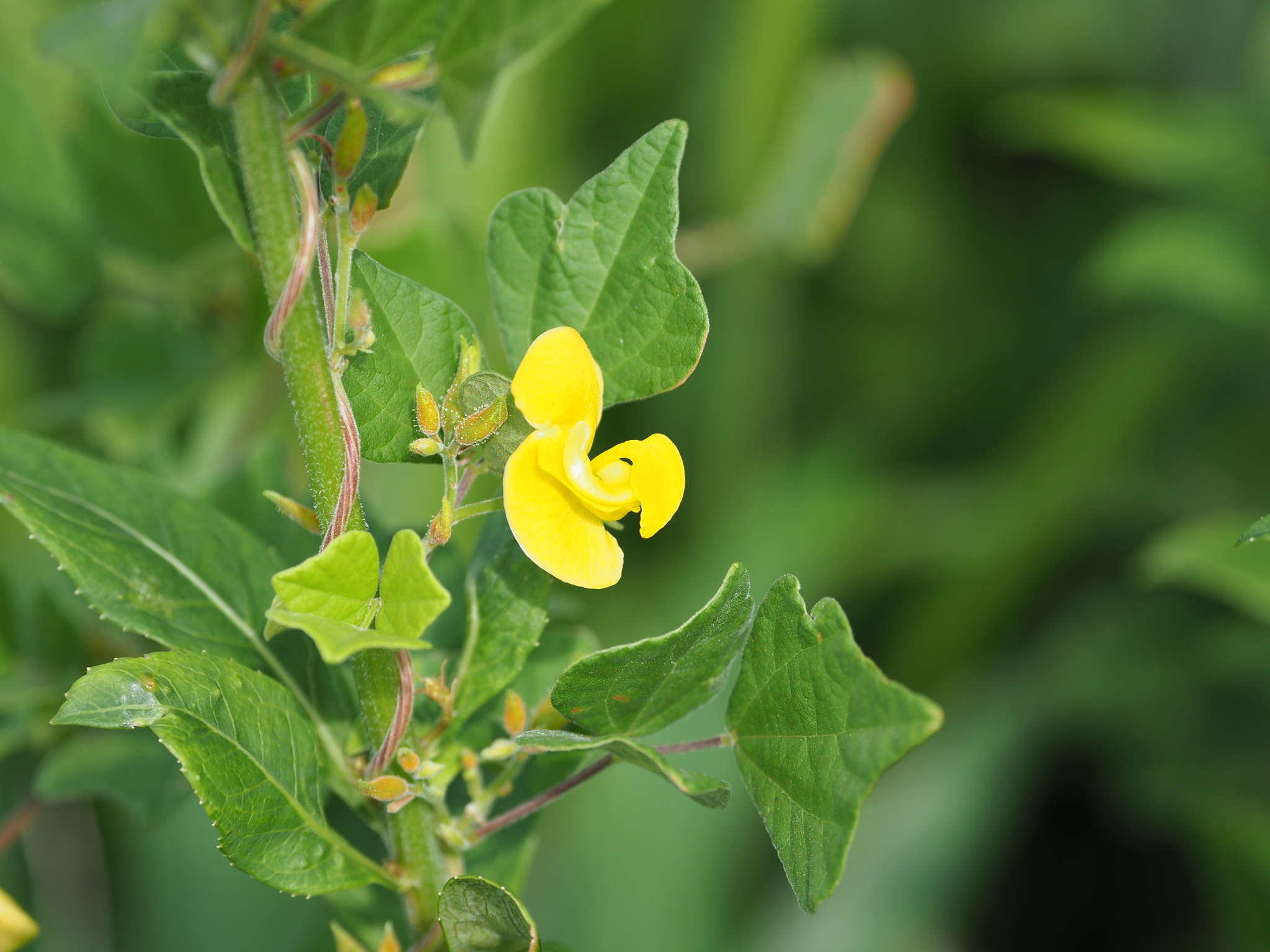 Dunbaria villosa (Thunb.) Makino