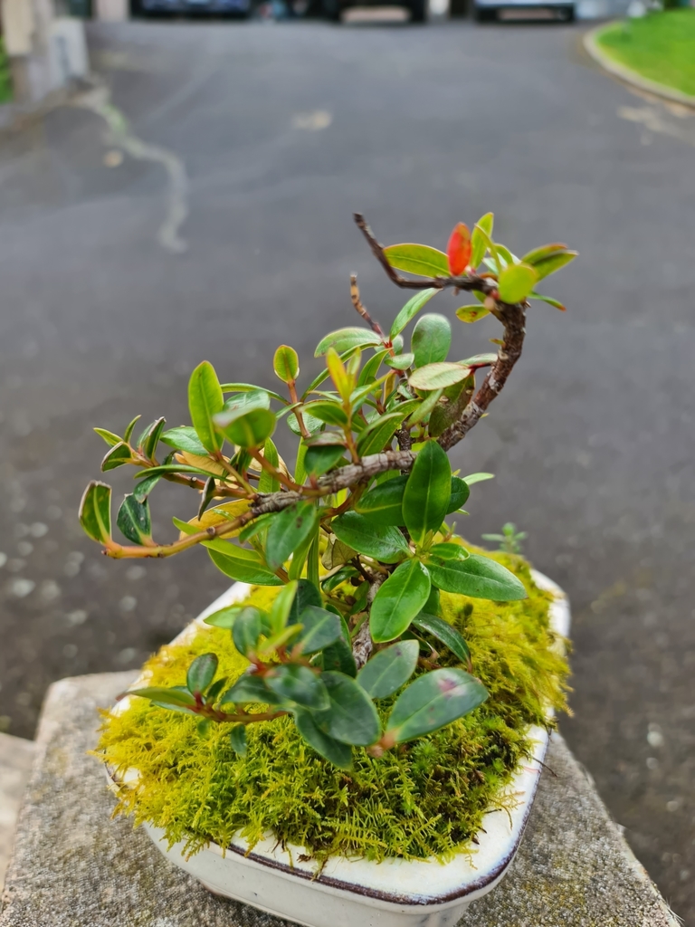 Myrtle Rust from Hillsborough Road on August 22, 2020 at 03:56 PM by ...