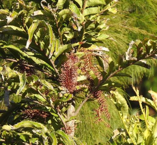 Red Bopple Nut (Hicksbeachia pinnatifolia) · iNaturalist United Kingdom