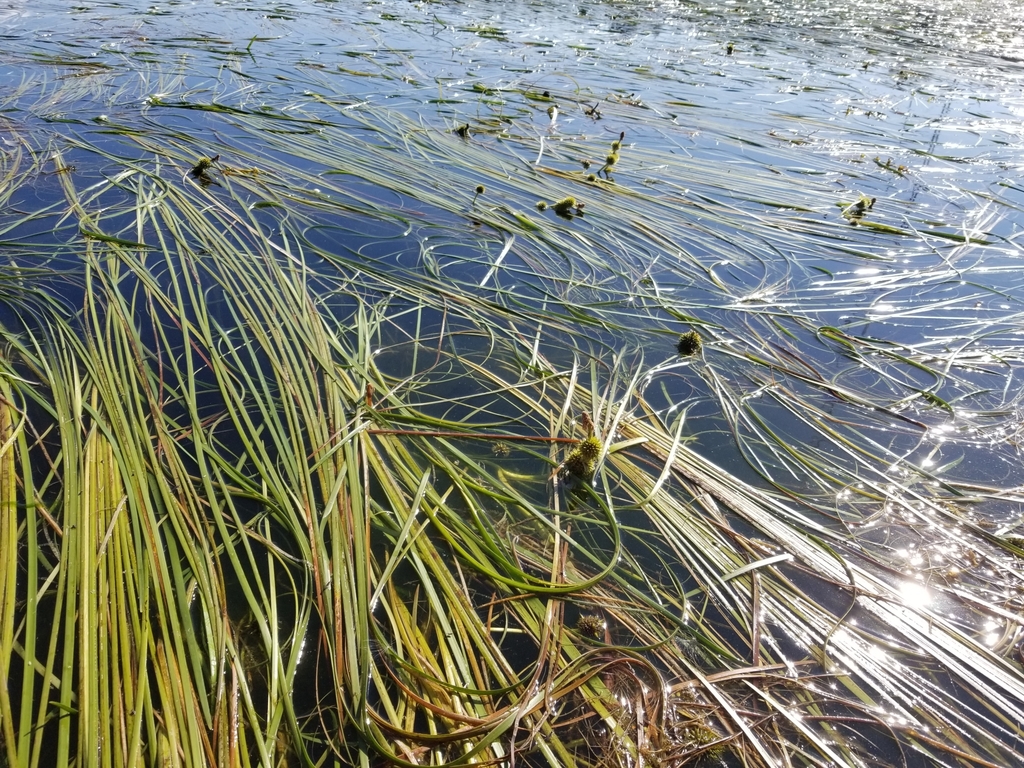 Narrow-leaved Bur-reed (GUIDEBOOK) · iNaturalist