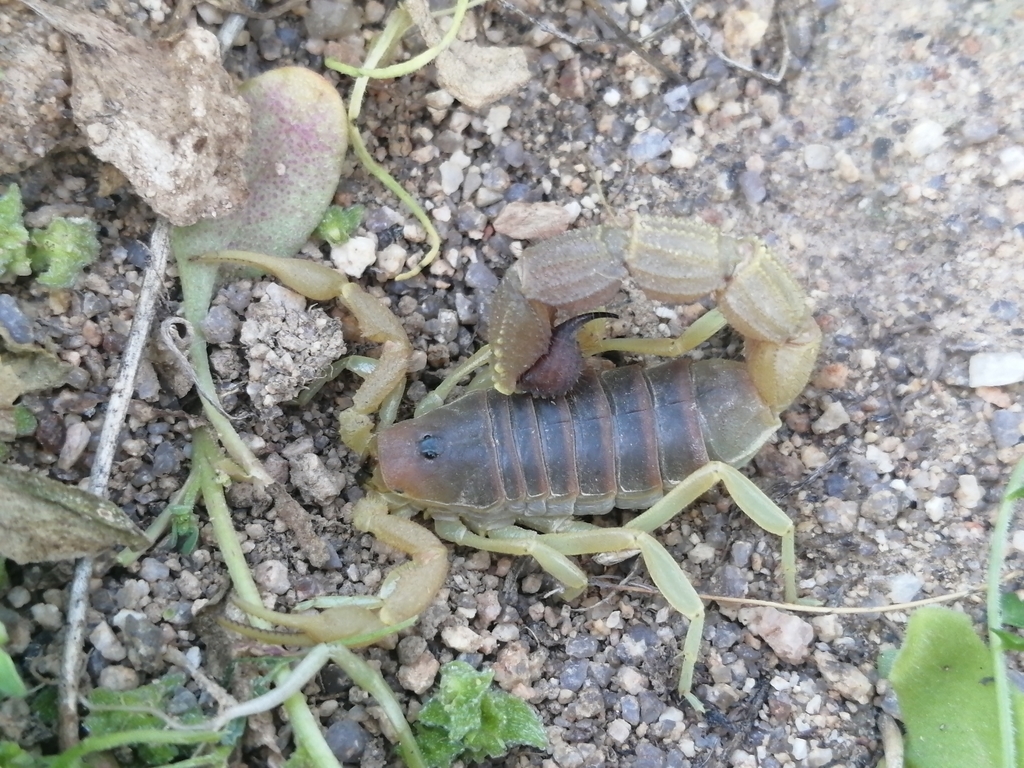 Stridulating Thicktail Scorpions from Nama Khoi Local Municipality ...