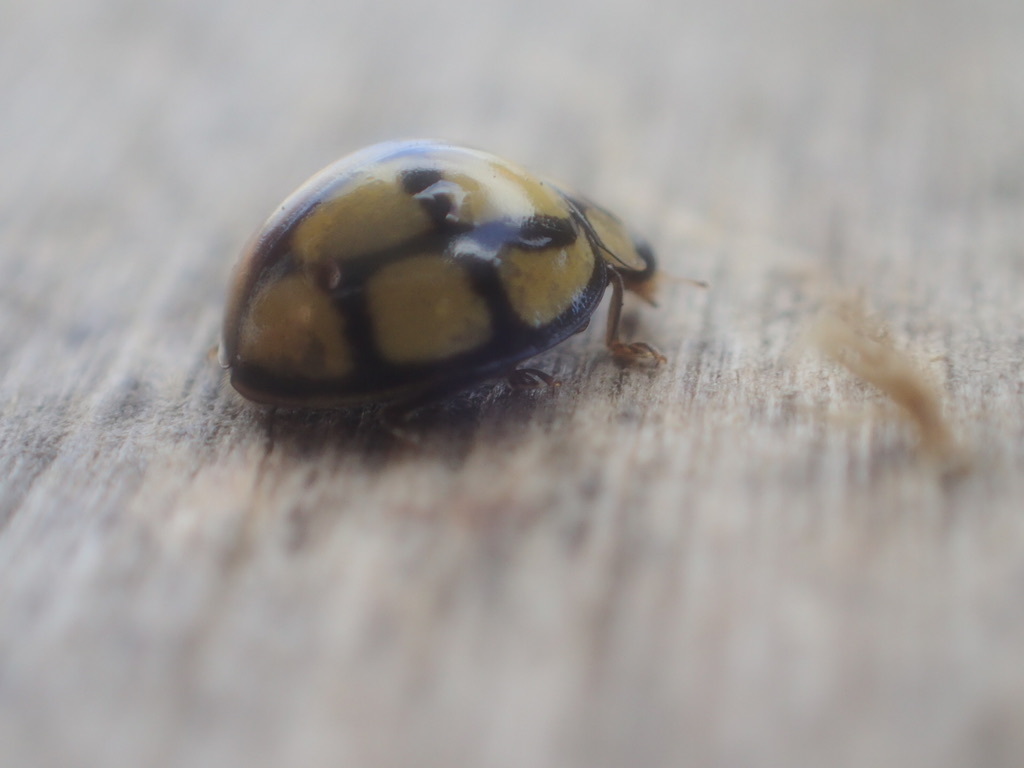 Tortoise-shelled Ladybird from Sydney NSW, Australia on May 04, 2020 at ...