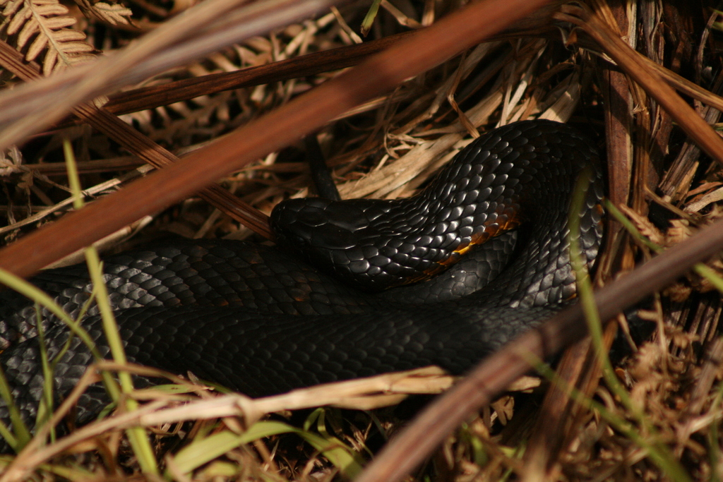 Western Tiger Snake from Albany, AU-WA, AU on August 22, 2020 at 10:59 ...