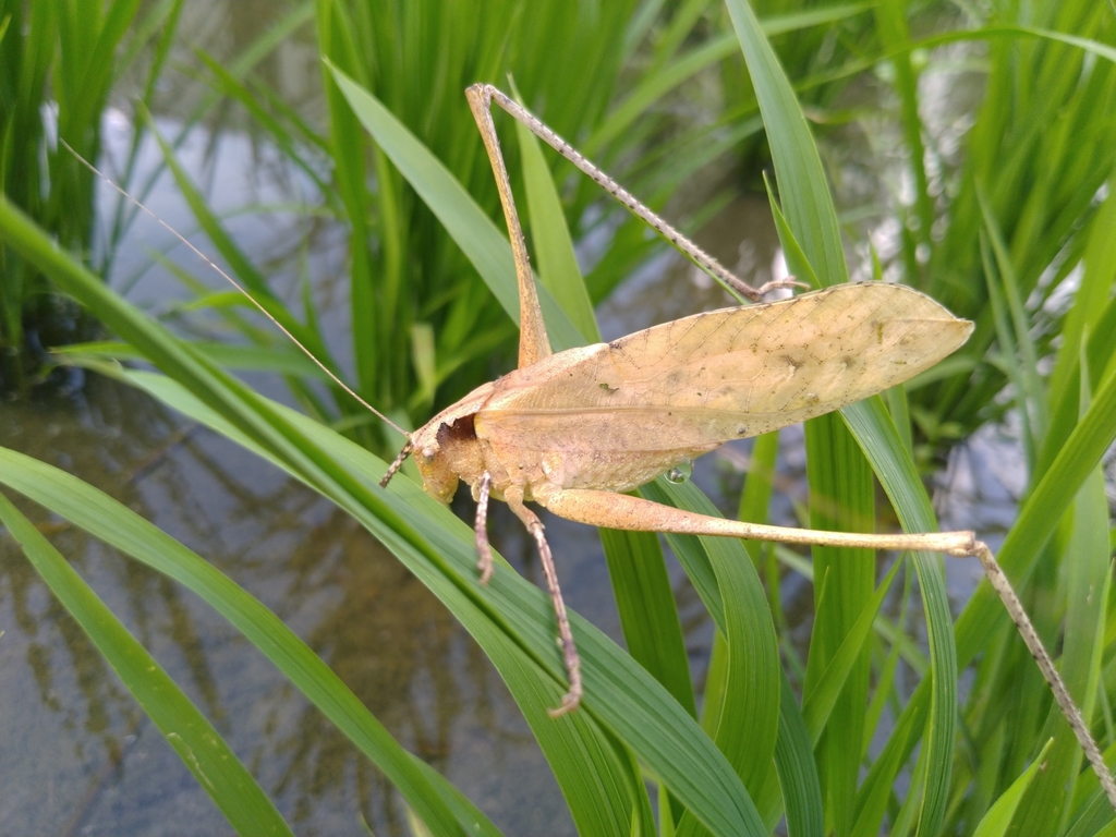 Malaysian Bush-cricket from Hsinchu County, TW-TA, TW on August 22 ...