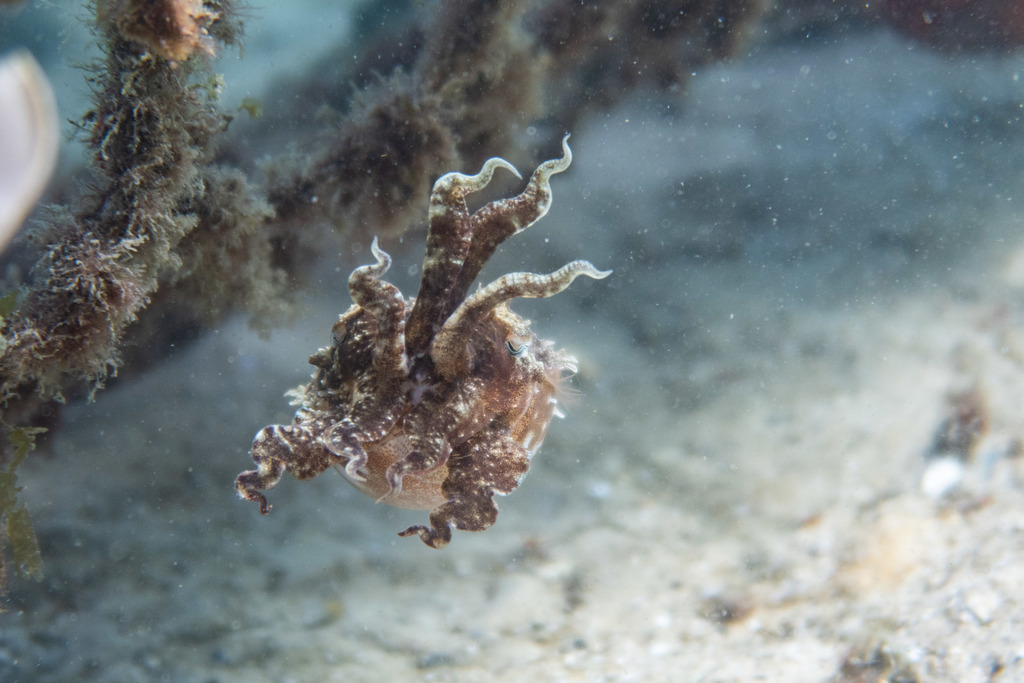 Mourning Cuttlefish from Sydney NSW, Australia on August 22, 2020 at 01 ...