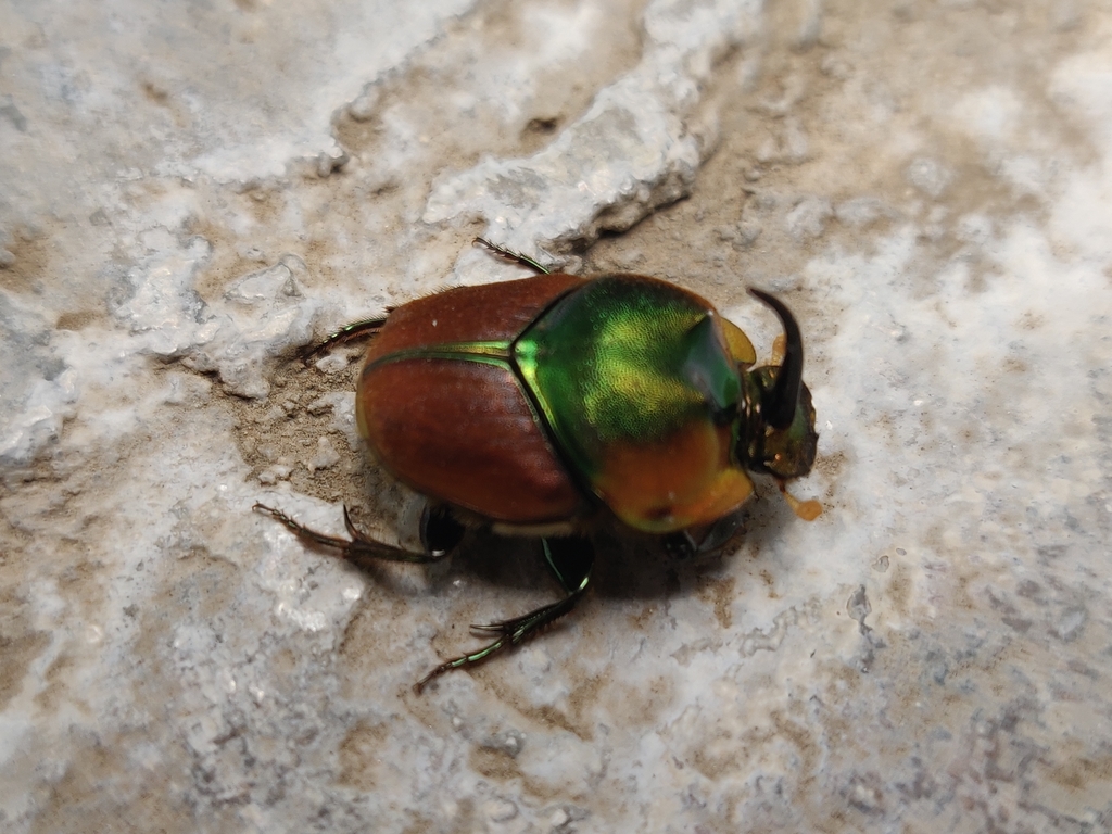 Proagoderus pactolus from Ganesh Colony, FCI Colony, Nizamabad ...