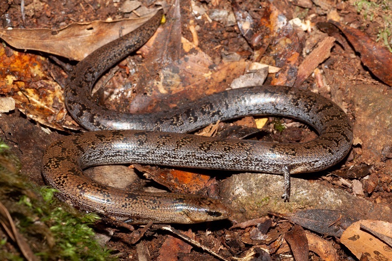 Three-toed Snake-Skink from O'Reilly QLD 4275, Australia on January 7 ...