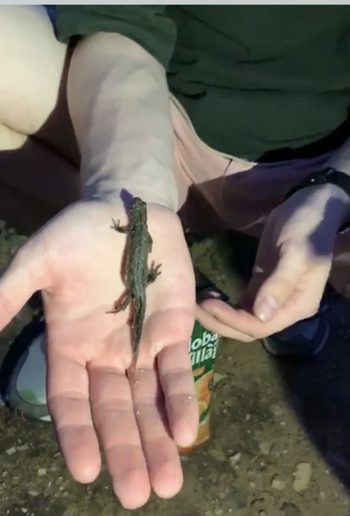 Great Crested Newt from Западный административный округ, Москва, Россия ...