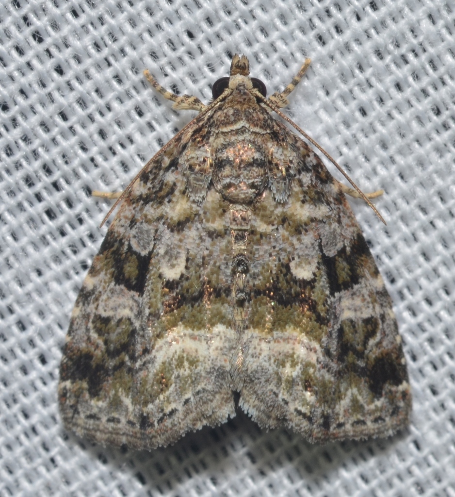Large Mossy Glyph (Common Moth and Butterflies of Indiana) · iNaturalist