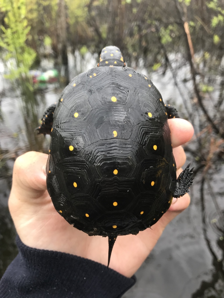 Spotted Turtle in May 2019 by briggsjase · iNaturalist