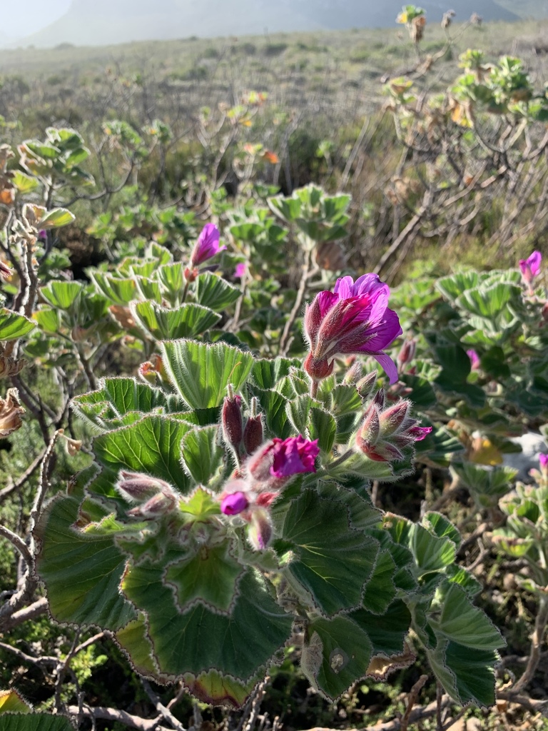 Coastal Hooded Storksbill from Kleinmond, Kleinmond, WC, ZA on August ...
