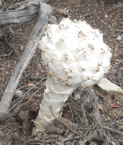 פמוטית (Phellorinia)