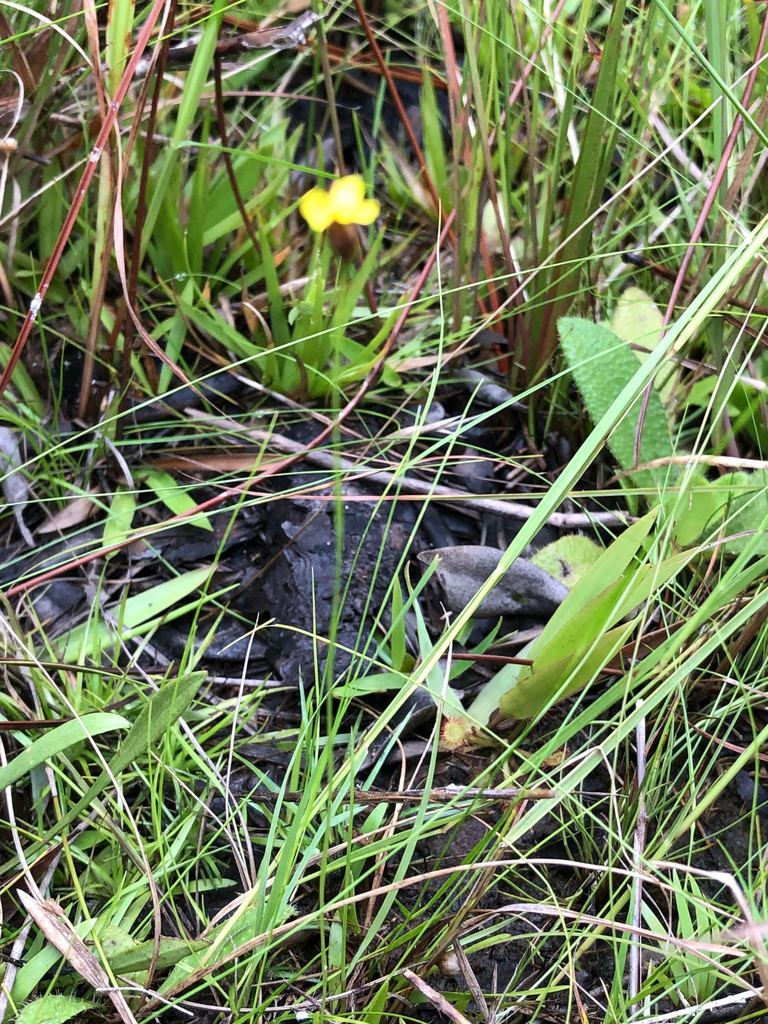 Drummond's yellow-eyed grass in August 2020 by Janet Wright ...