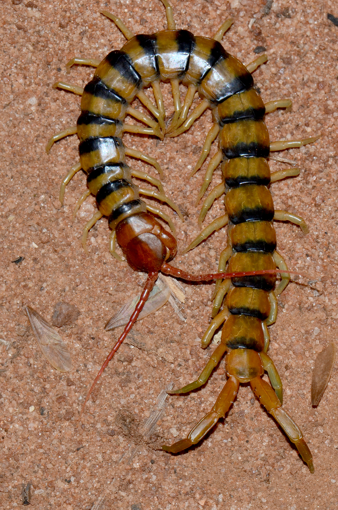 Red-headed Centipede from Norseman WA 6443, Australia on October 15 ...