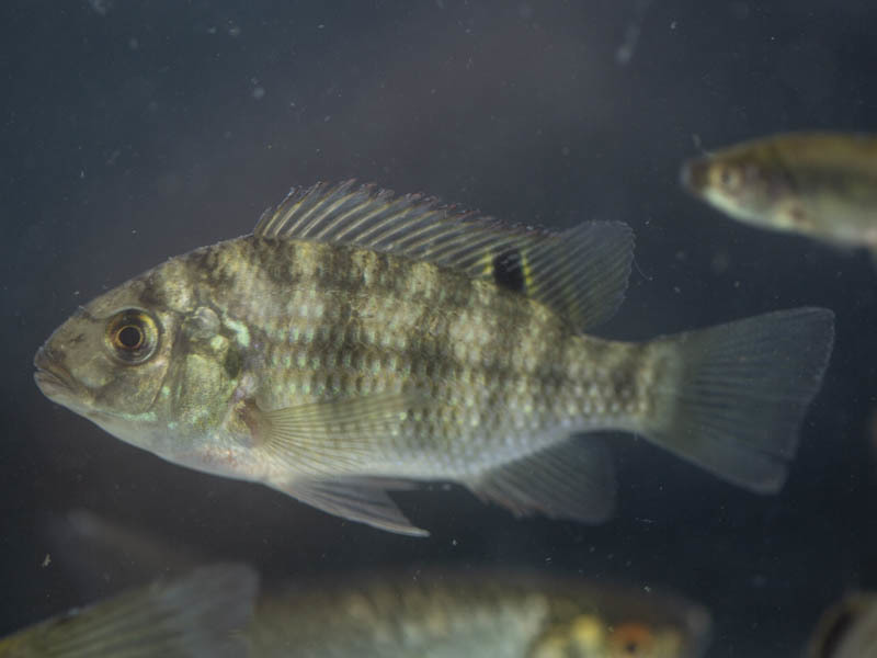 Redbreast Tilapia (Coptodon rendalli) - Marine Life Identification