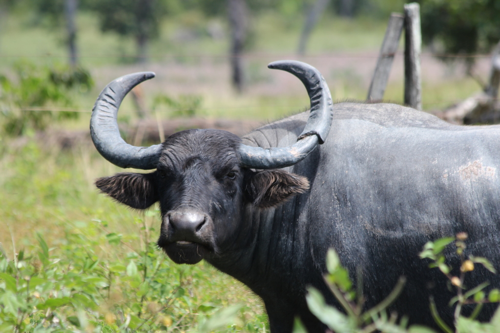 Domestic Water Buffalo (Bubalus bubalis) - Know Your Mammals