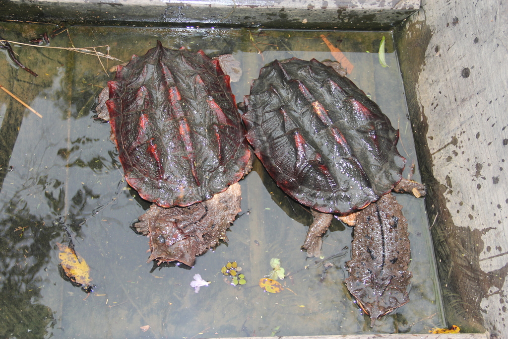 Amazonian Mata Mata from Guajará-Mirim - RO, 76850-000, Brasil on ...