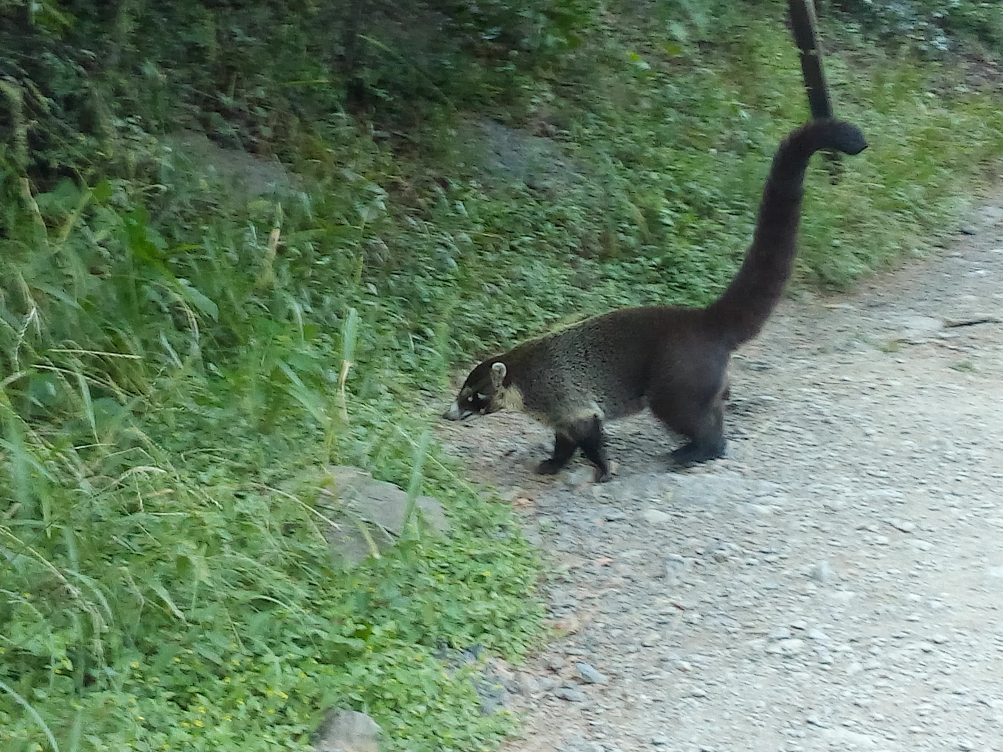 Nasua narica molaris Merriam, 1902