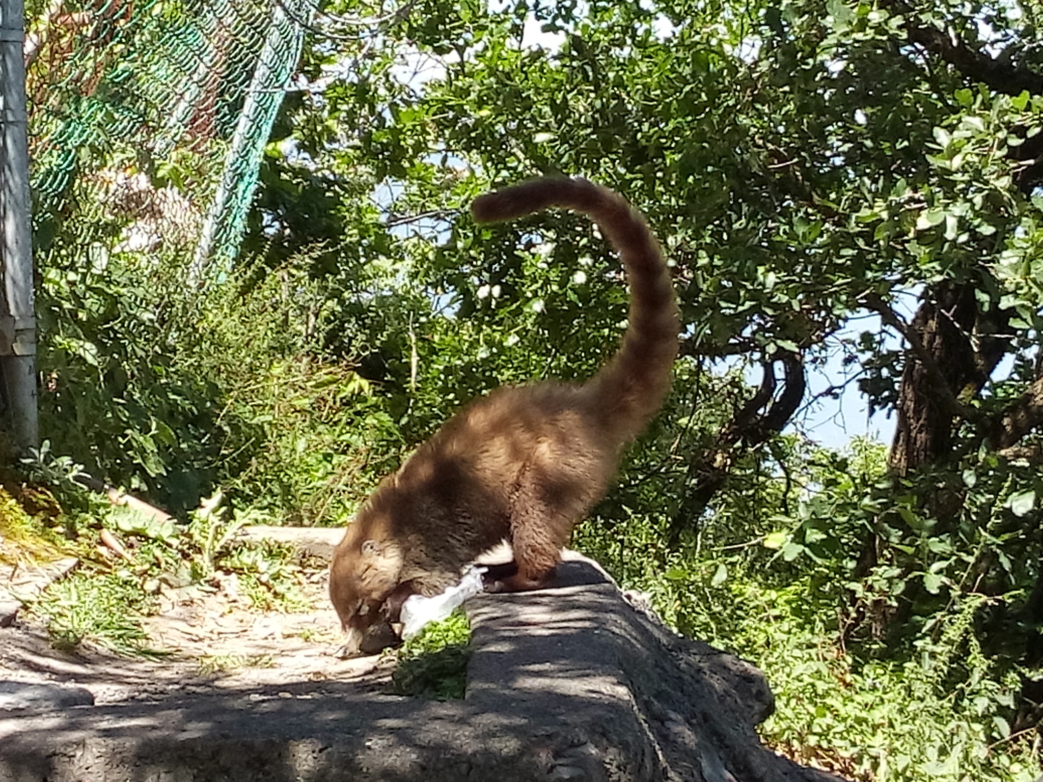 Nasua narica molaris Merriam, 1902