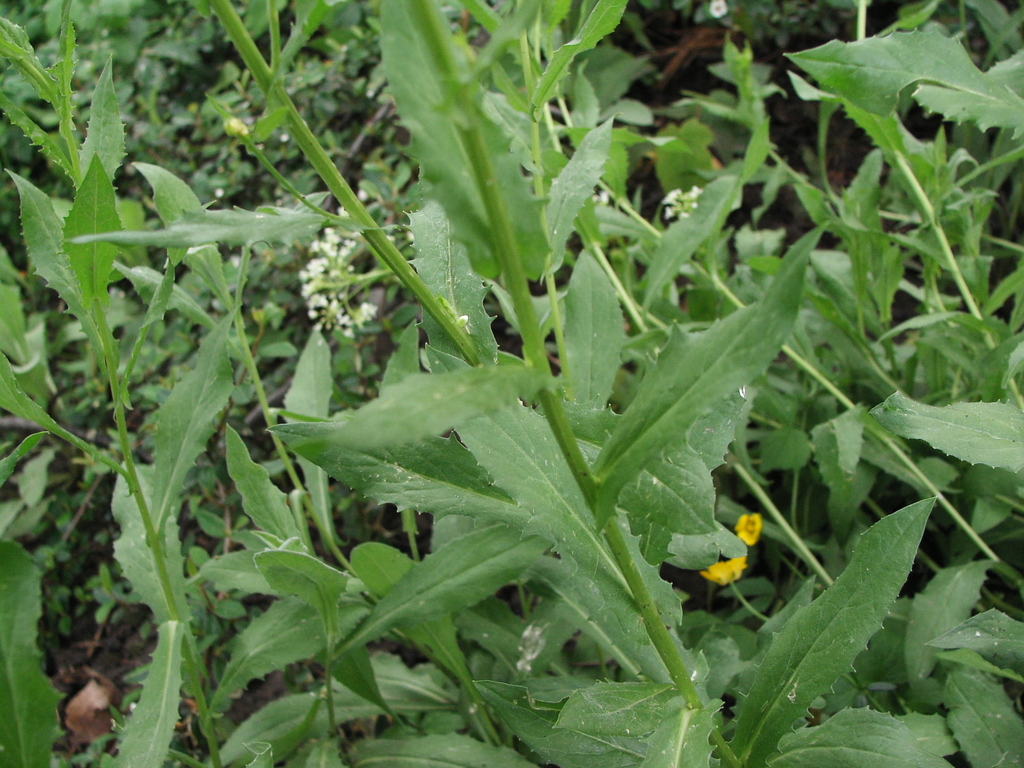 Heart-podded Hoary Cress (Noxious Weeds of Colorado) · iNaturalist