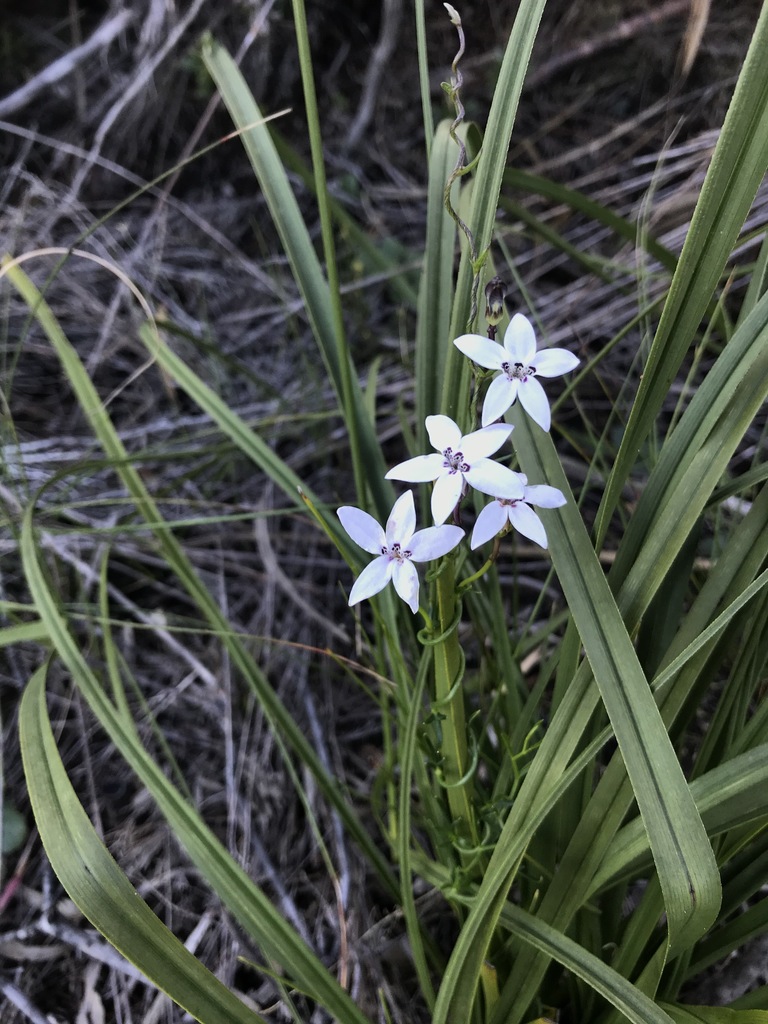 Cyphia latipetala from Fernkloof Nature Reserve on August 21, 2020 at ...