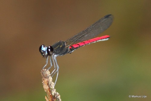 Chlorocypha cyanifrons · iNaturalist Mexico