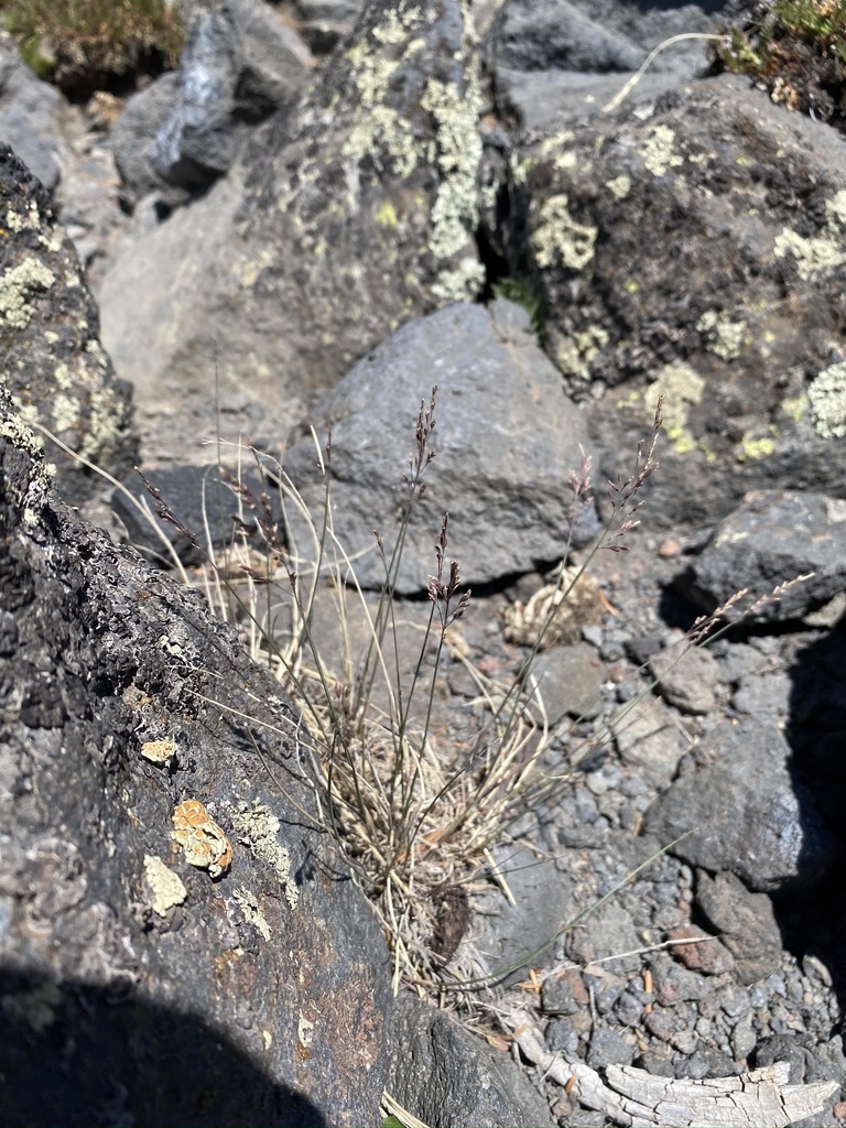 Meadow-grasses from Coconino, Arizona, United States on August 16, 2020 ...