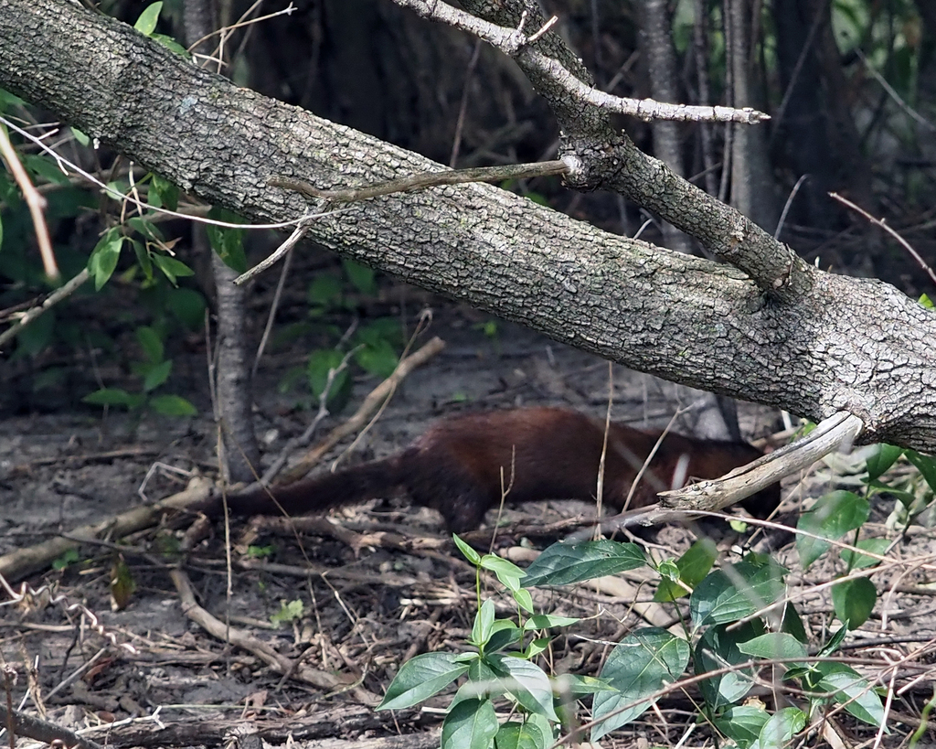 American Mink from Bayview Village, Toronto, ON, Canada on August 21 ...