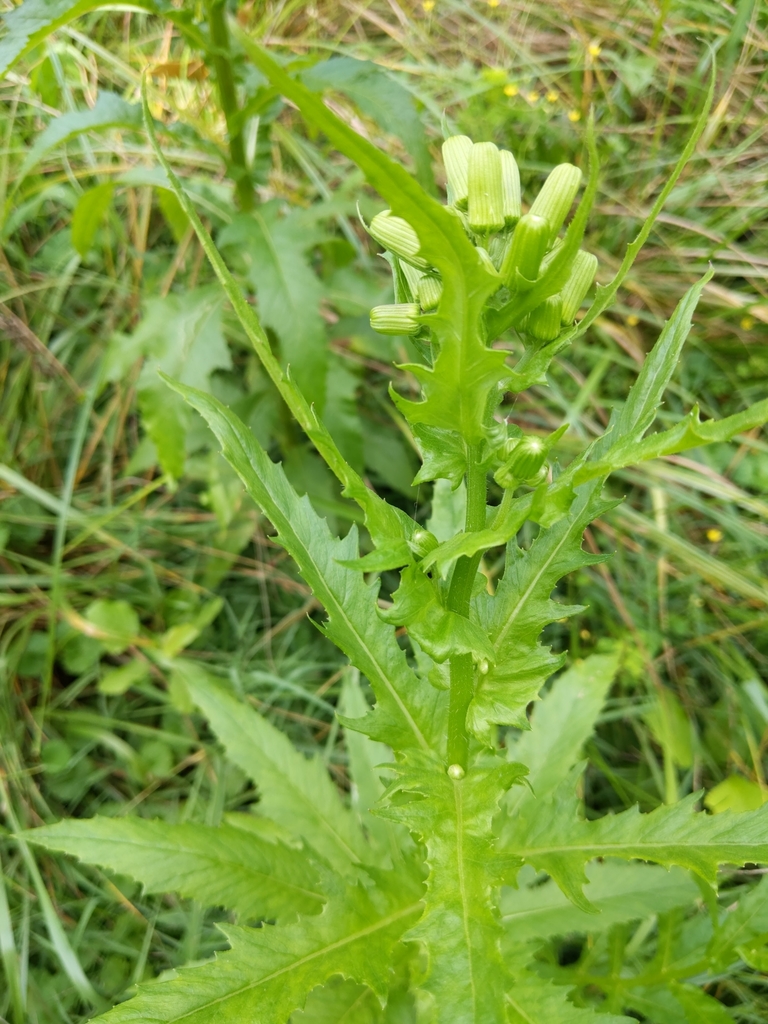 American burnweed from University Park on August 22, 2020 at 12:44 PM ...
