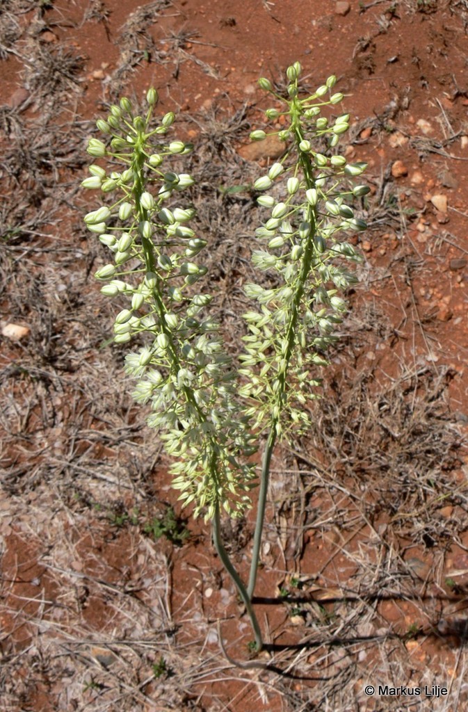 Tall Squill (Liliopsida (Monocots) of the Mfolozi River catchment ...