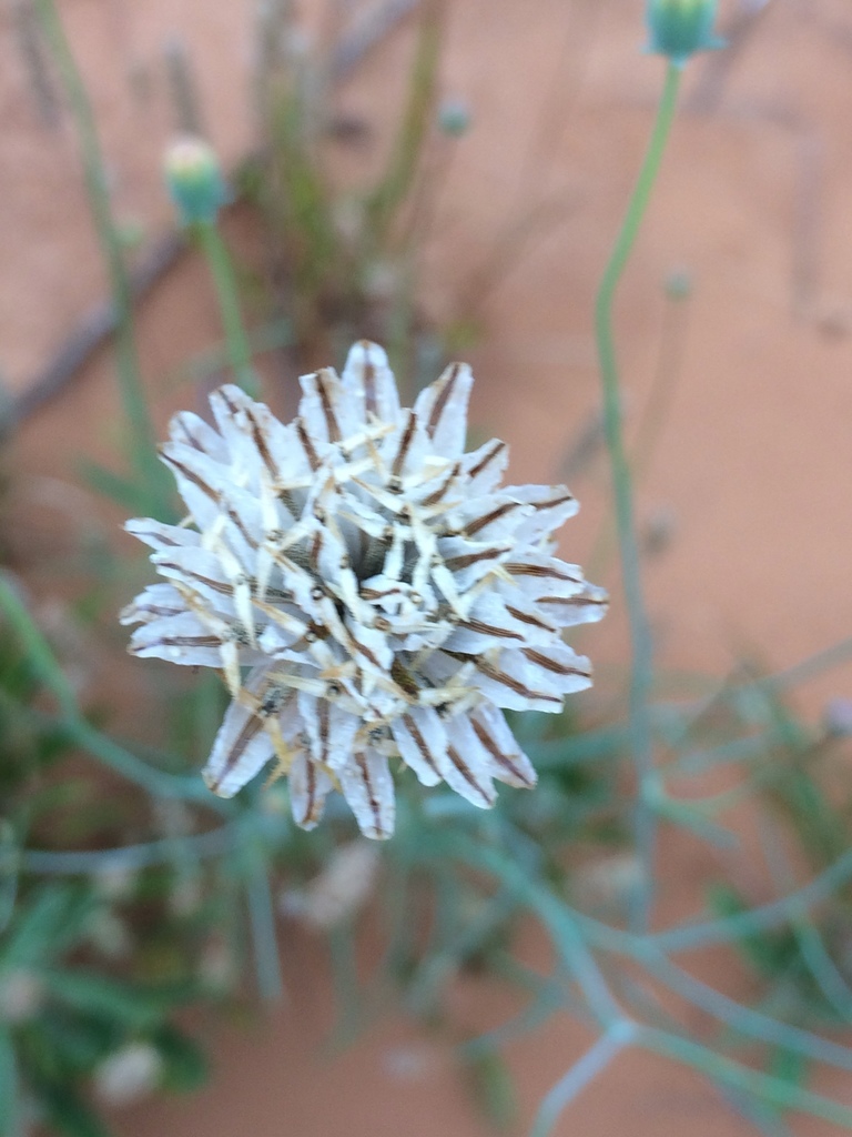 Rayless Greenthread (Plants of Lathrop State Park) · iNaturalist